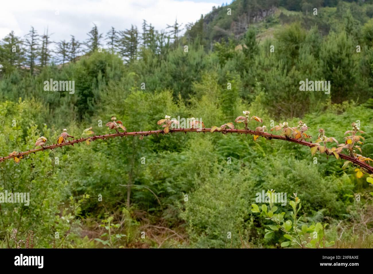 Bramble flower branch in a beautiful arch with green landscape behind ...