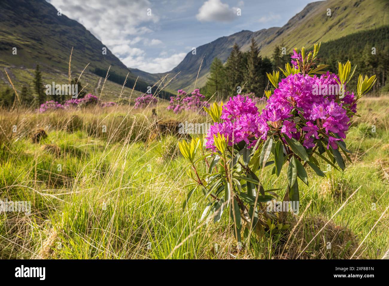 geography / travel, Great Britain, Scotland, Wild rhododendron in Glen ...