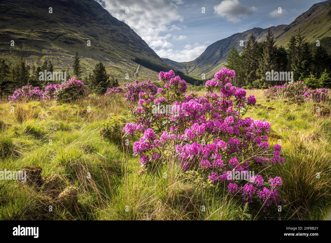 geography / travel, Great Britain, Scotland, Wild rhododendron in Glen ...