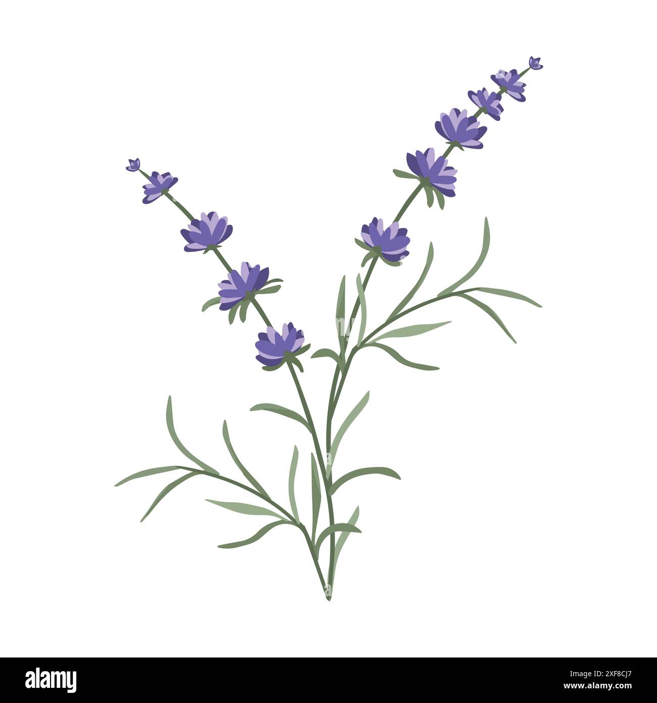 A blooming sprig of lavender for your design on a white background ...