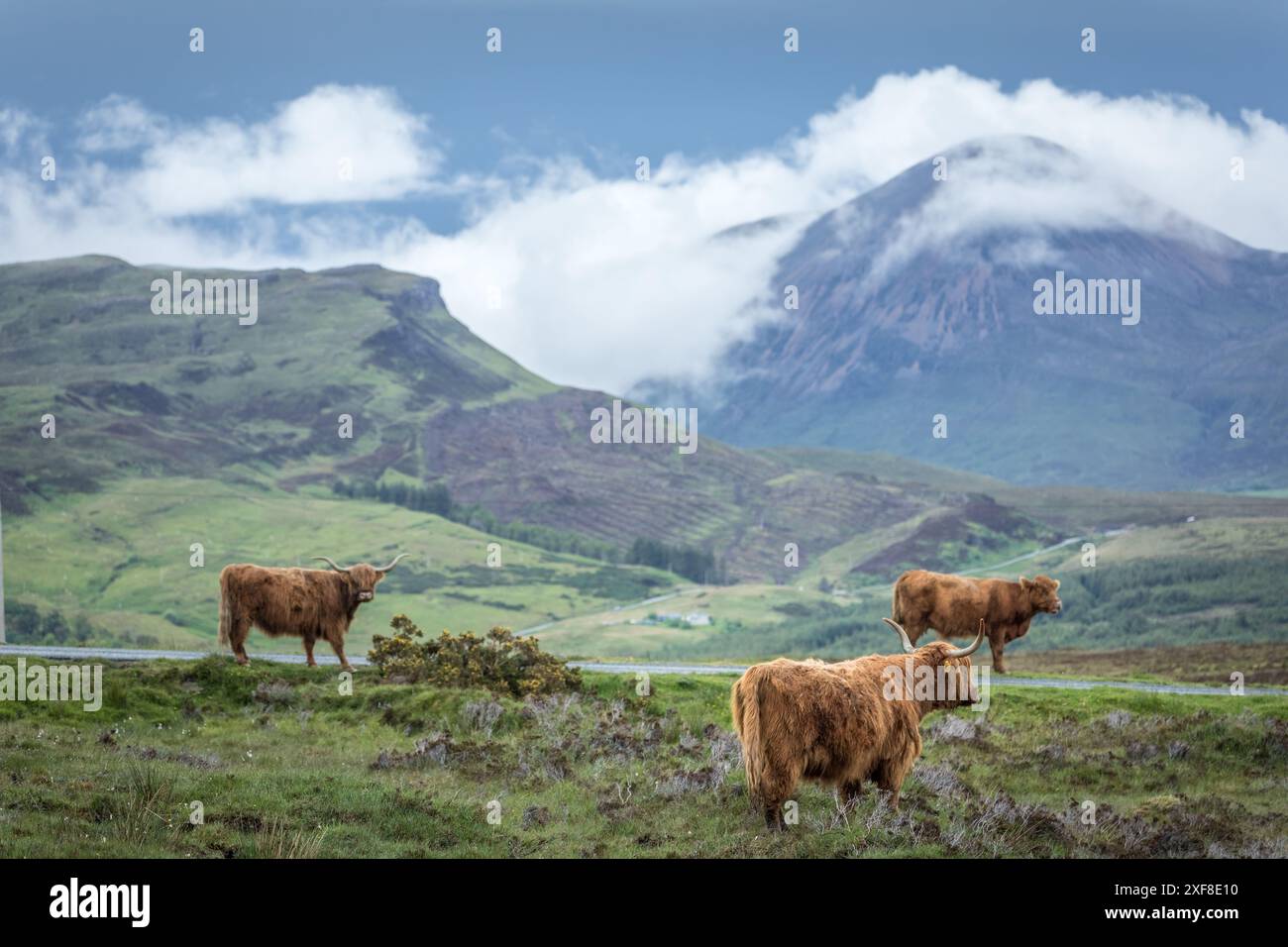 geography / travel, Great Britain, Scotland, Highland cattle near Elgol ...