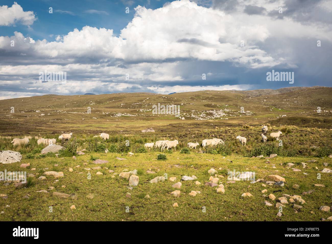geography / travel, Great Britain, Scotland, Sheep in wilderness on ...