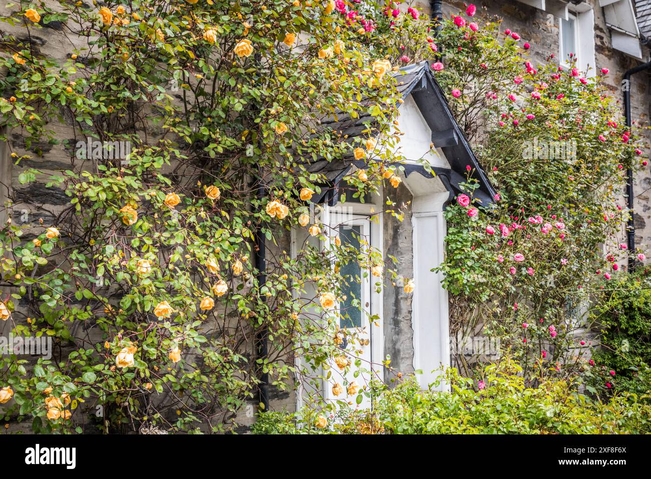 Great roses hi-res stock photography and images - Alamy