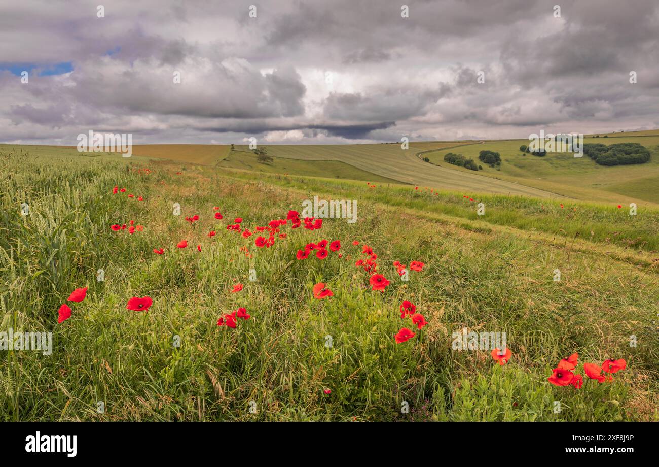 Annington uk hi-res stock photography and images - Alamy