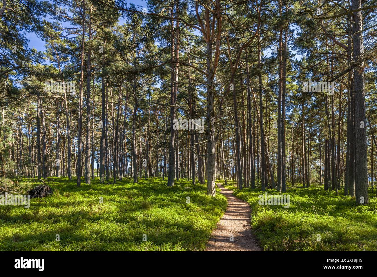 geography / travel, Sweden, Pine forest on Sandhamn island, Stockholms ...