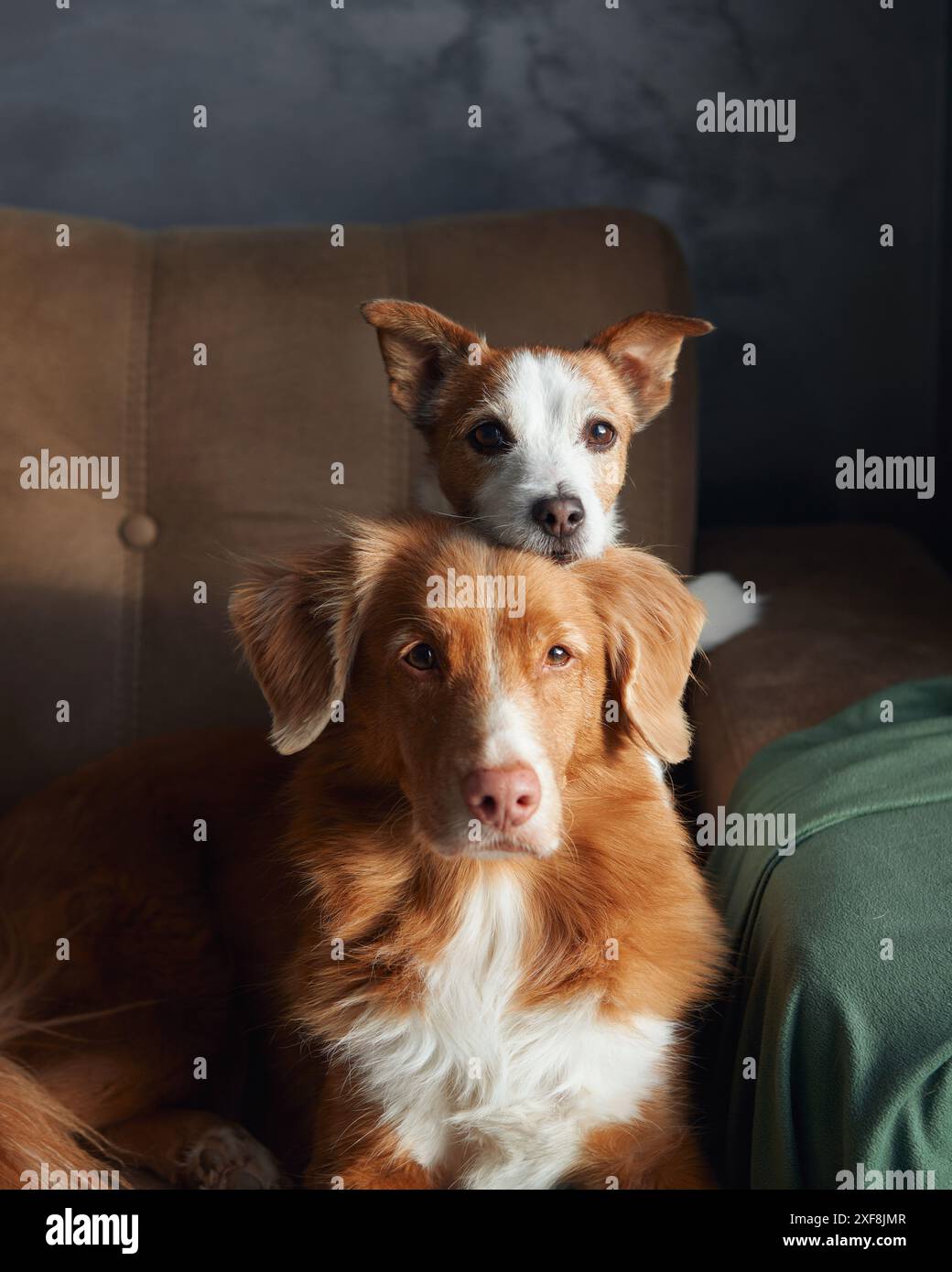 Two dogs on sofa pose indoors, a Jack Russell and a Nova Scotia Duck ...