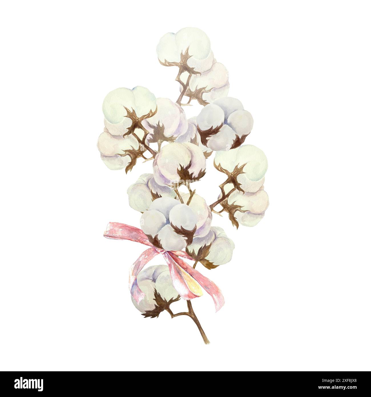 Cotton, twig tied with ribbon. Hand drawn watercolor illustration ...