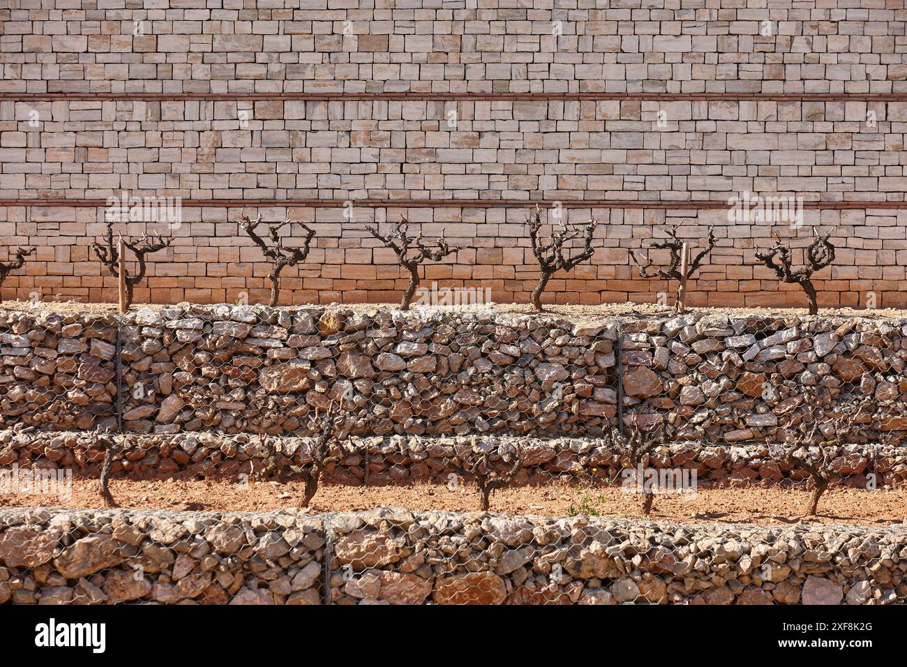 Traditional vineyard in terrace. Agricultural activity. Wine industry ...