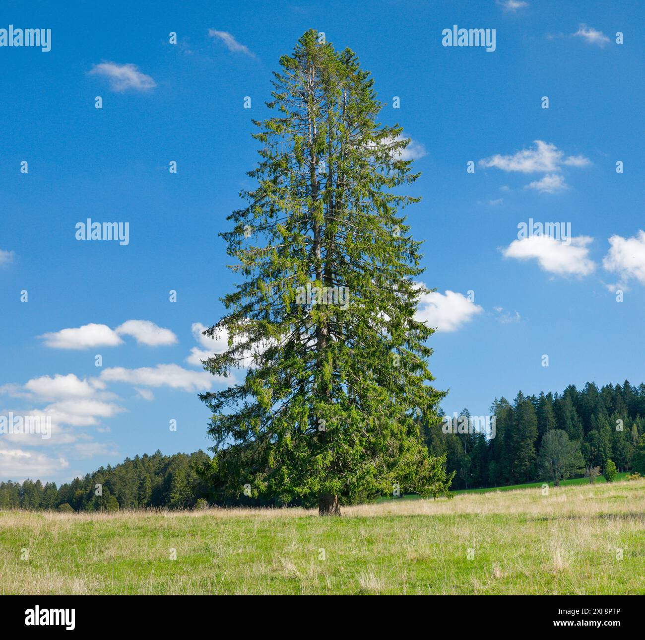 geography / travel, Large fir tree on meadow under blue skies near Les ...