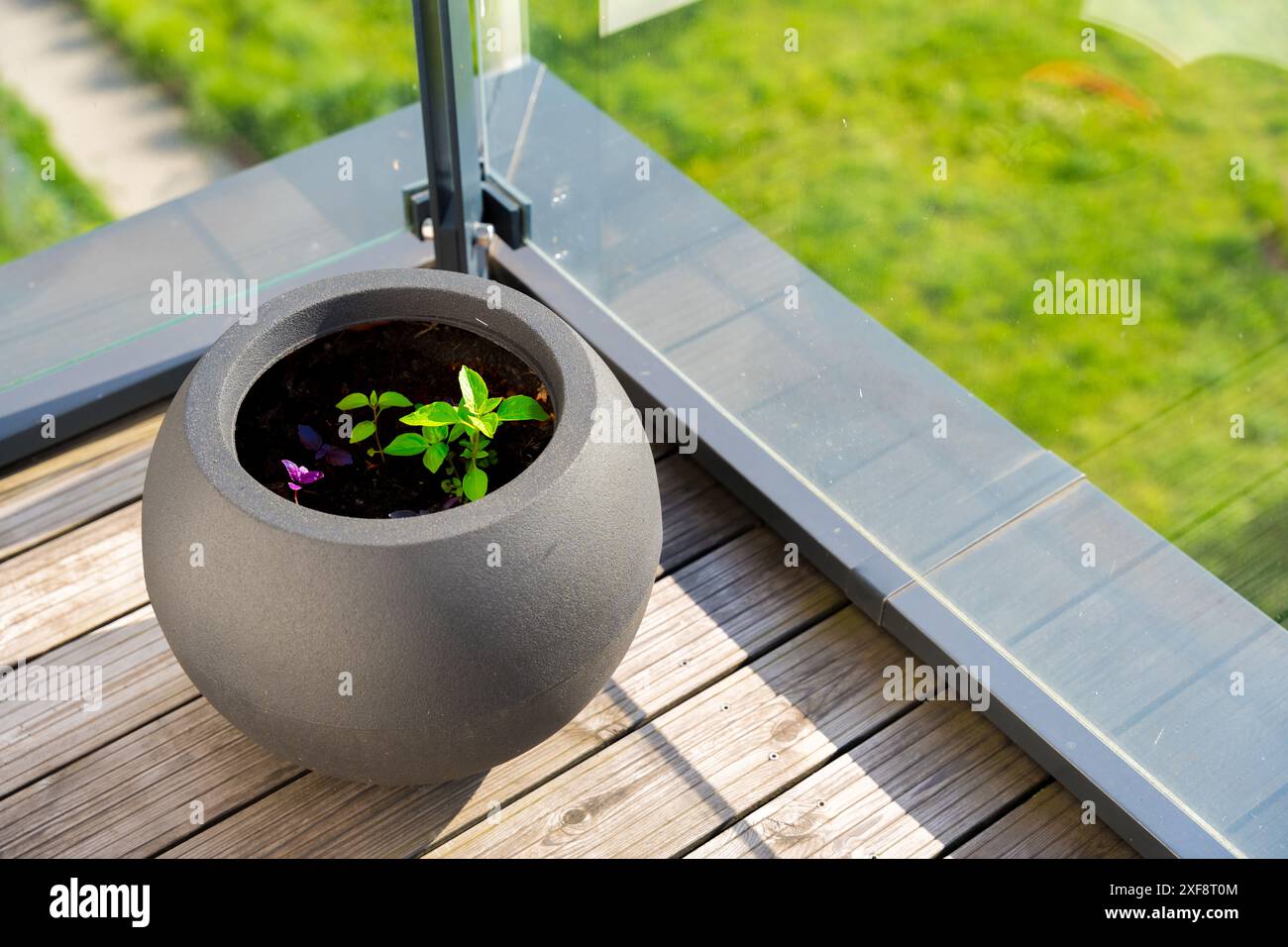 Small basil in a circle pot on a terrace Stock Photo - Alamy