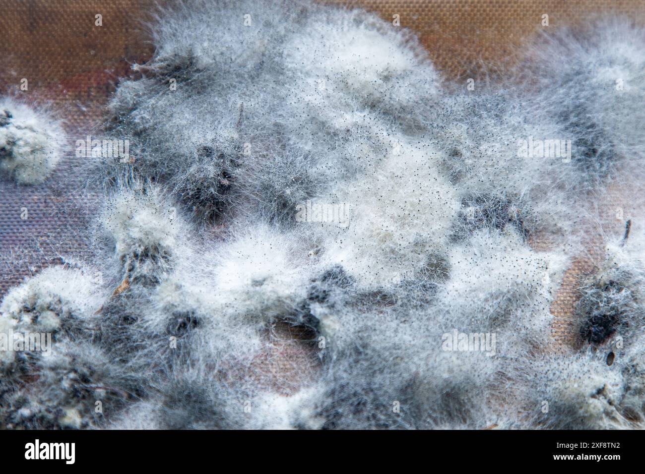 White mold on spoiled food. The mulberries are moldy. Bad food ...