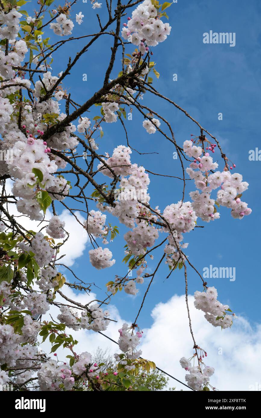 Prunus Shogetsu. Blushing Bride tree growing in Newquay in Cornwall in ...
