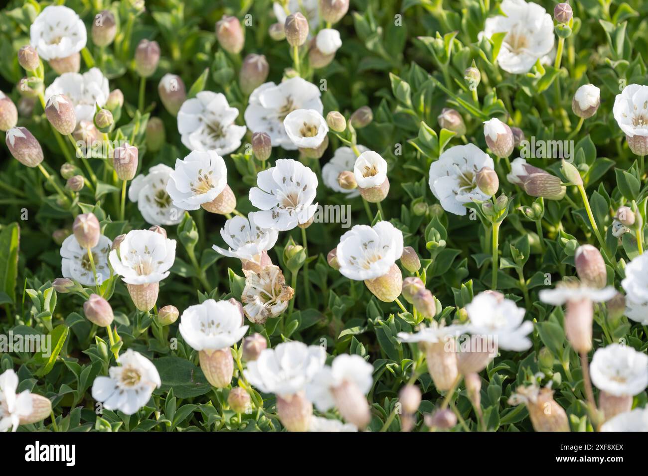 Sea campion hi-res stock photography and images - Alamy