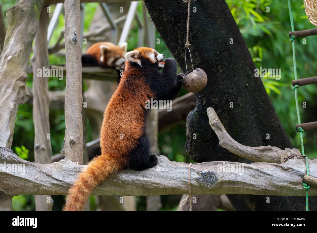 Red panda at the zoo Stock Photo - Alamy
