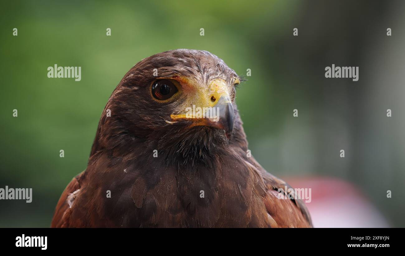 Portrait of a Harris's hawk Stock Photo - Alamy