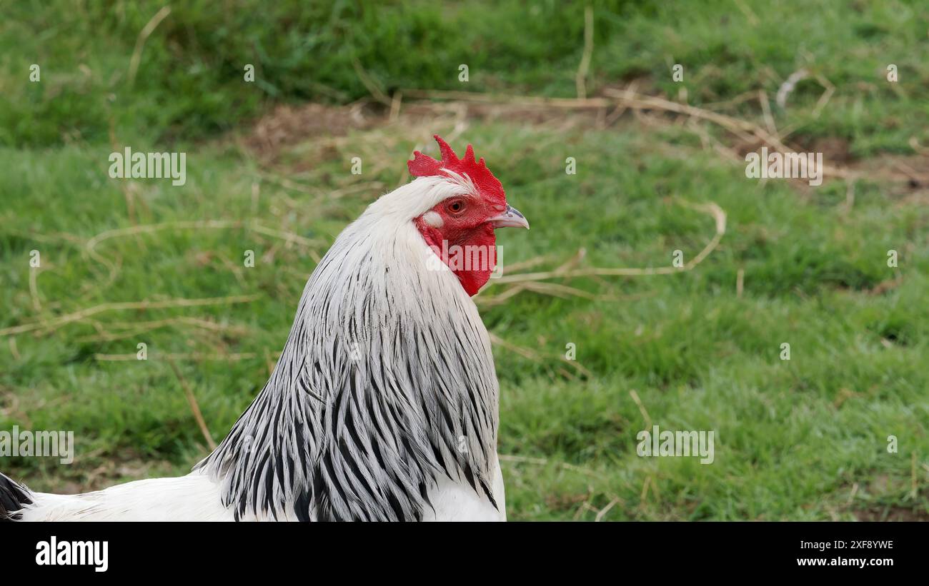 Rooster feather hi-res stock photography and images - Alamy