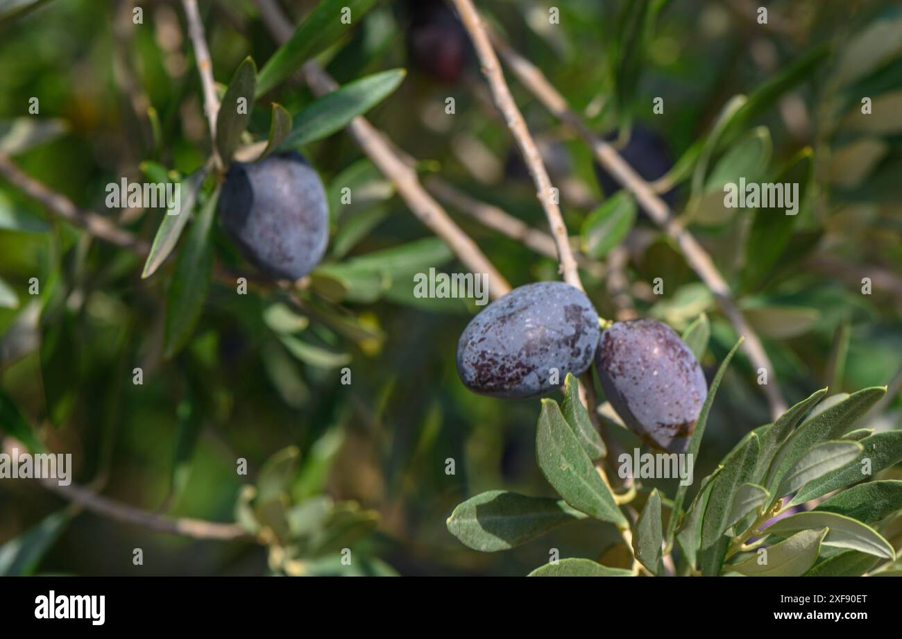 6 green olives hi-res stock photography and images - Alamy