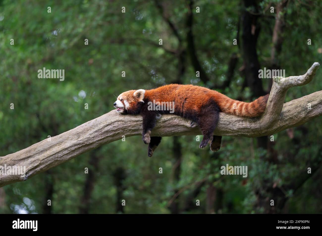 Red panda resting on a tree Stock Photo - Alamy