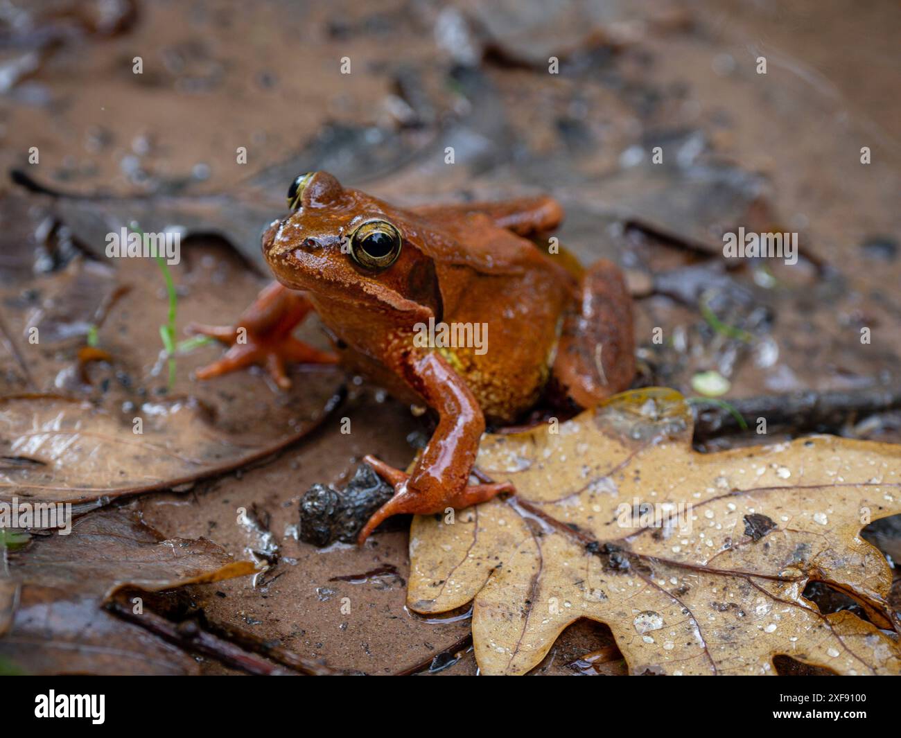 Common frog (Rana temporaria parvipalmata), Ucieda oak forest, Saja ...
