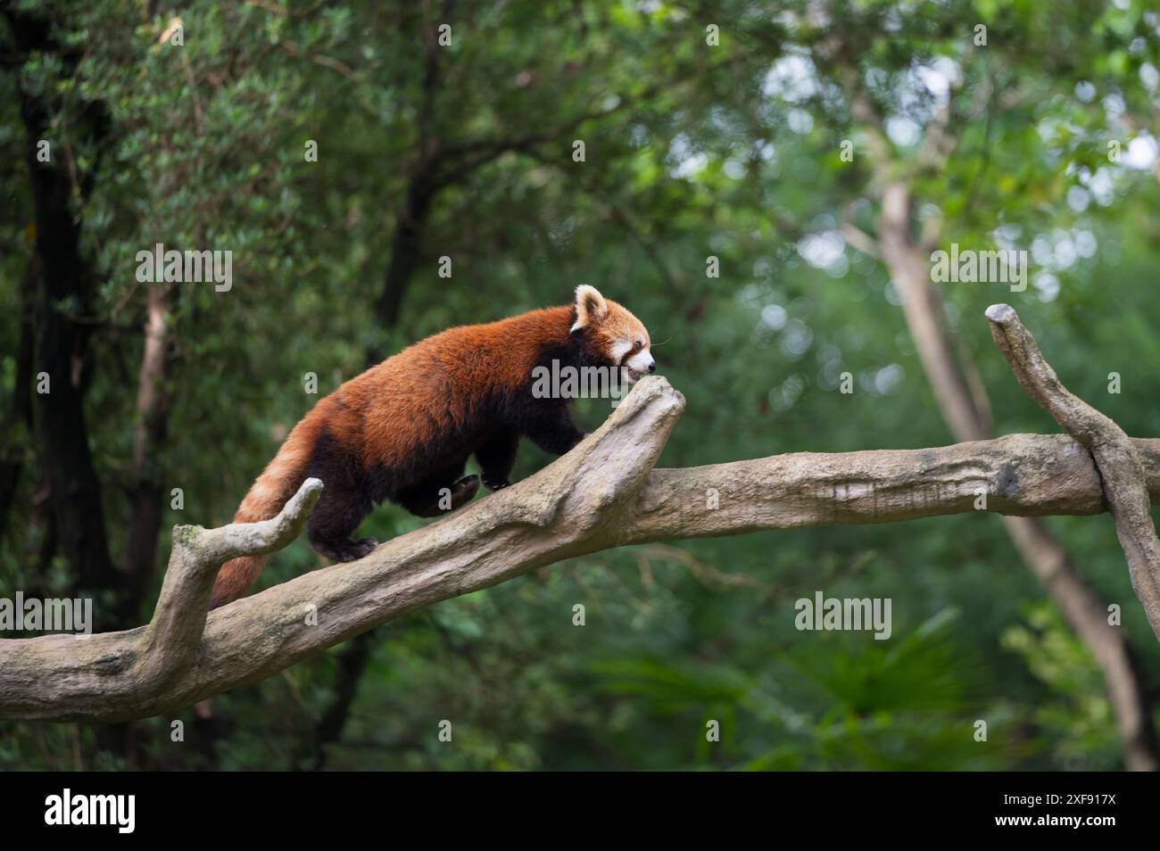 Red panda climbing a tree at the zoo Stock Photo - Alamy