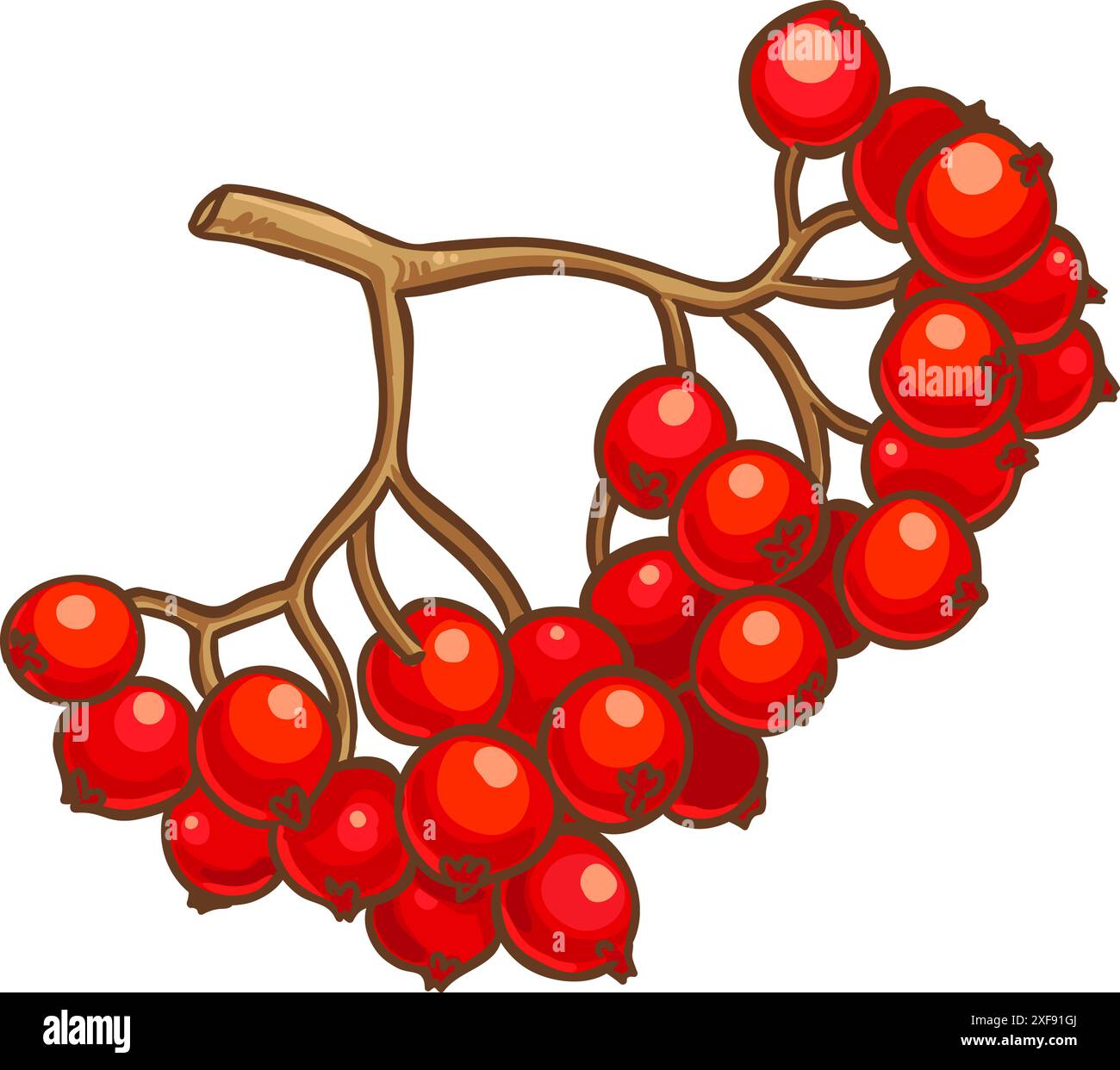 Rowan Branch Colored Detailed Illustration Stock Vector Image & Art - Alamy