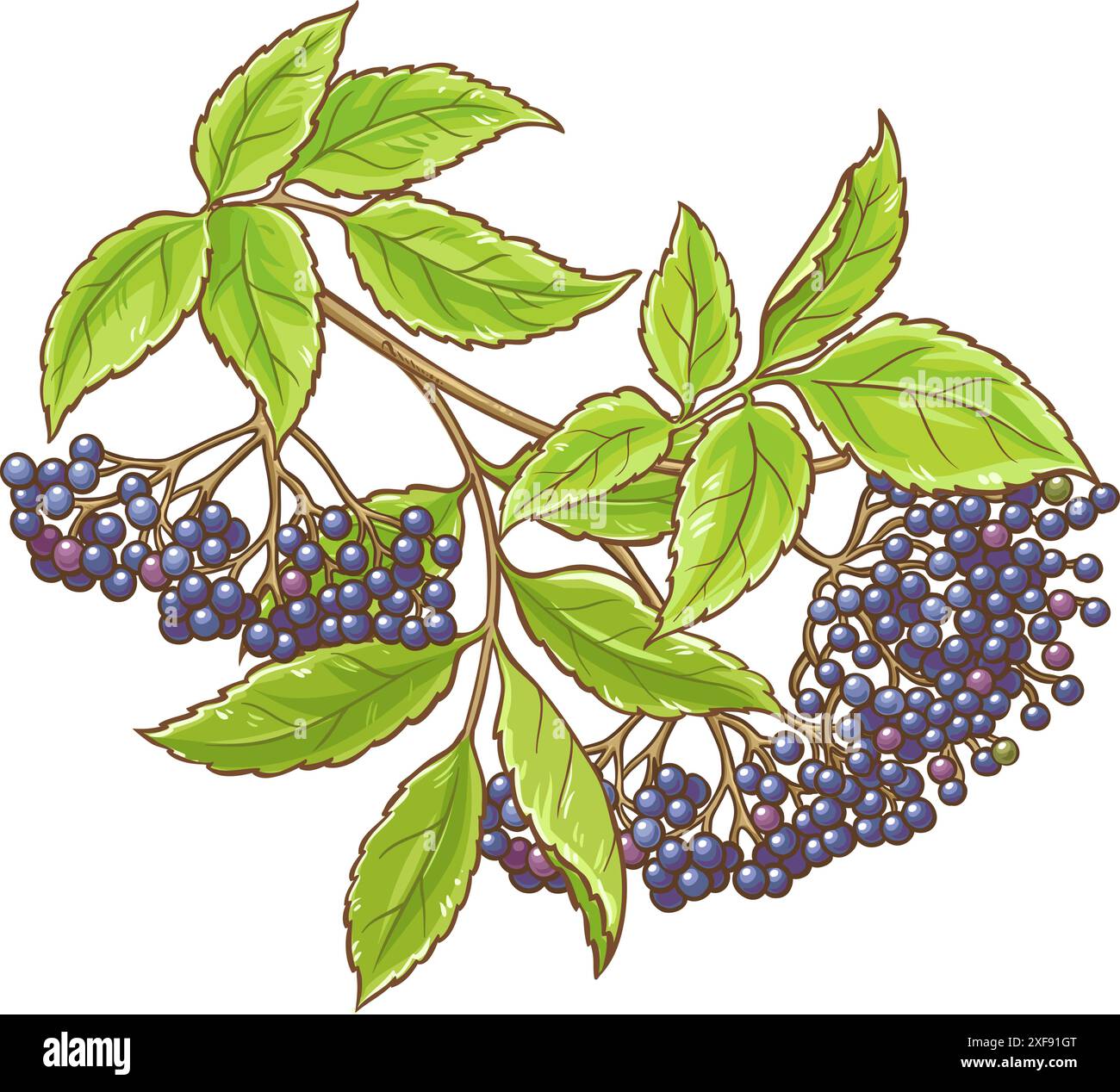 Elderberry Branch Colored Detailed Illustration Stock Vector Image ... Elderberry Branch Colored Detailed Illustration Stock Vector Image ...