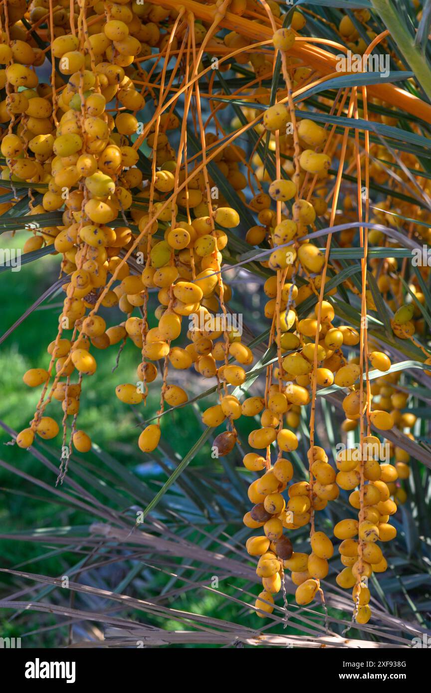 dates on a date palm branch 18 Stock Photo - Alamy