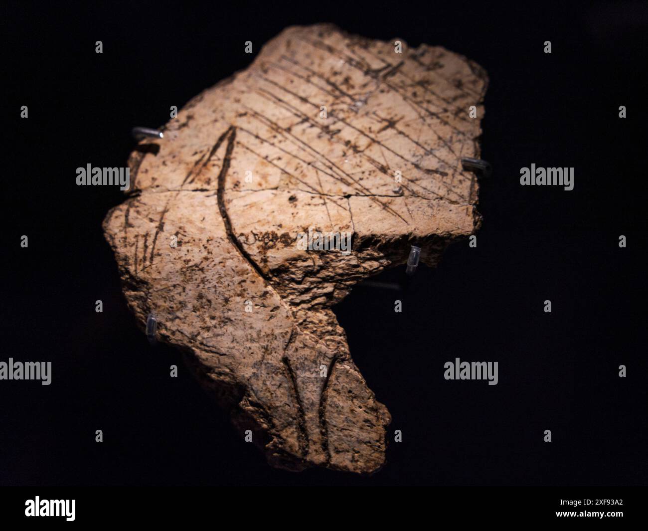 bone engraved with deep engraving technique, horse hindquarter ...