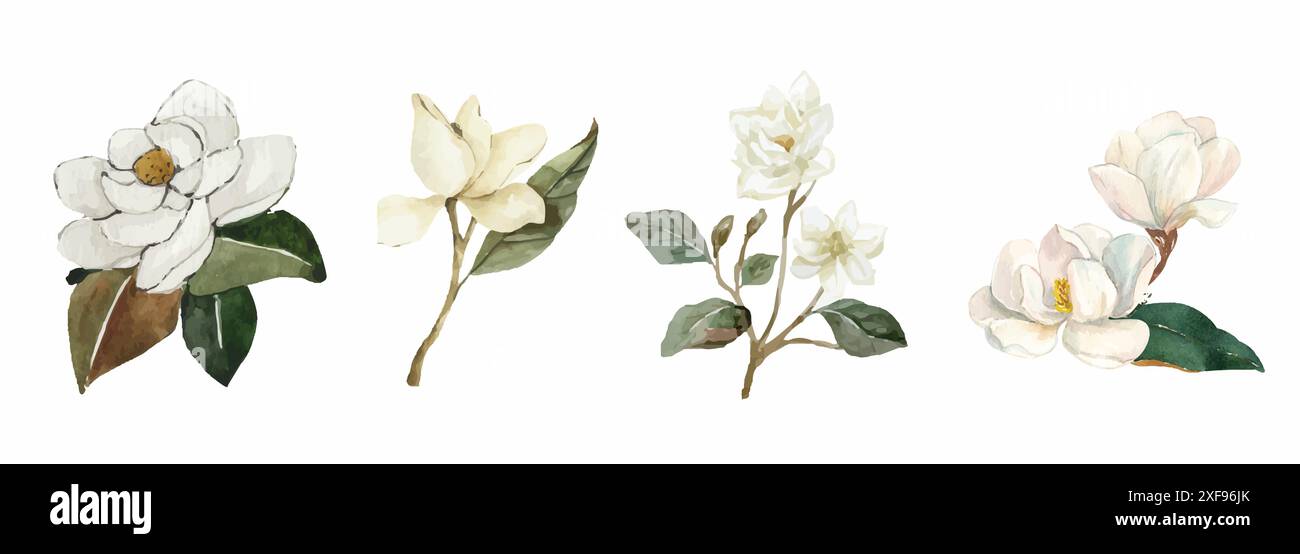 Magnolia flower illustration hi-res stock photography and images - Alamy