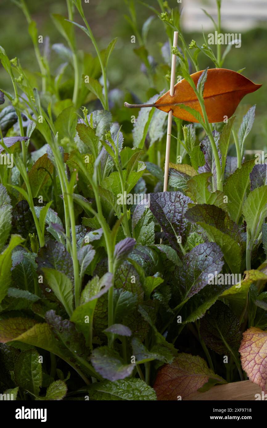 Red mustard plants with buds in nursery Stock Photo - Alamy