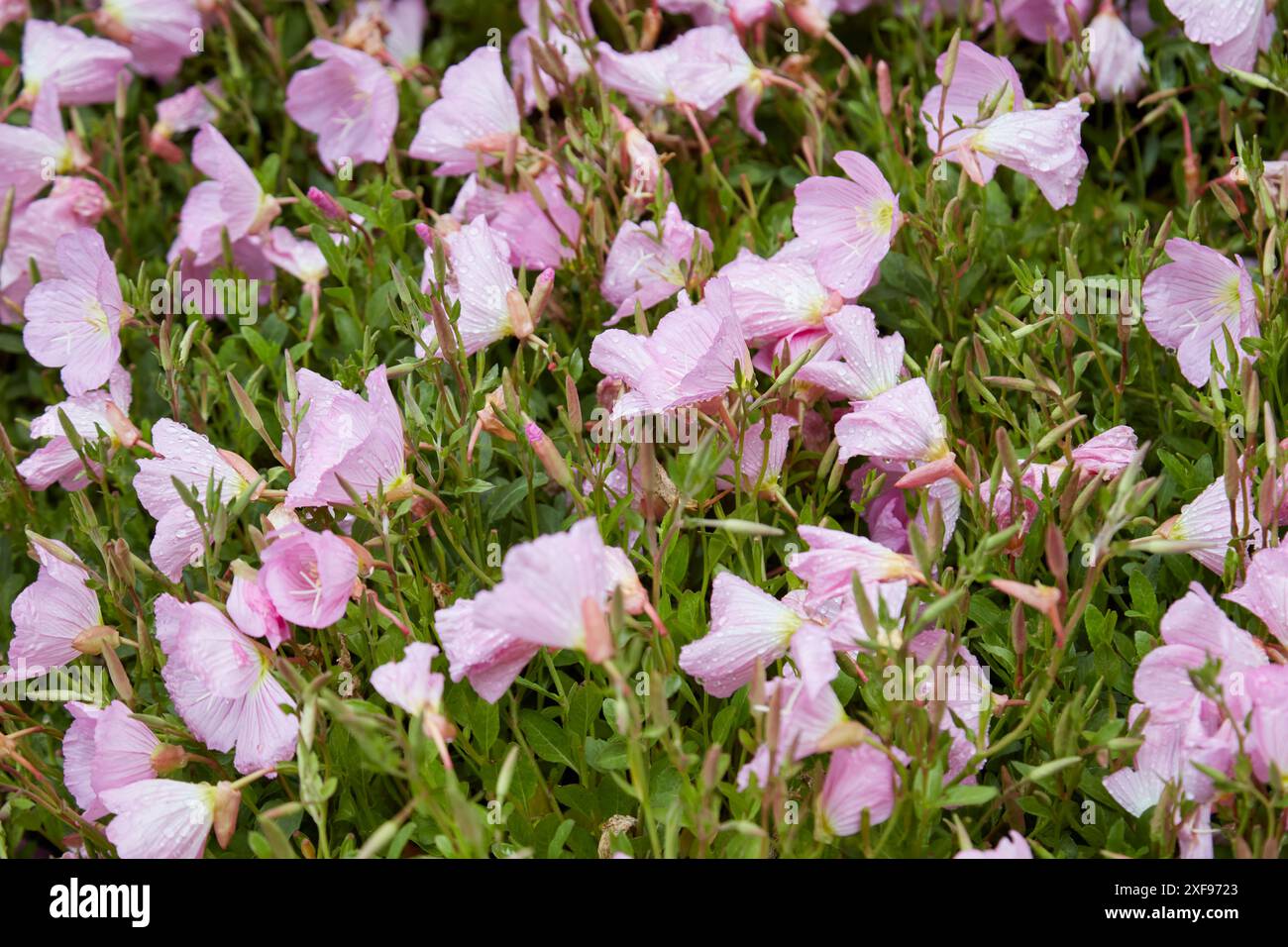 Pink evening primrose hi-res stock photography and images - Alamy