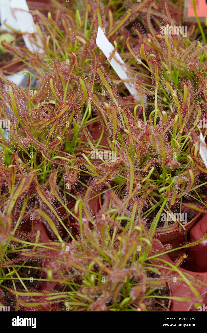 Cape sundew plant hi-res stock photography and images - Alamy