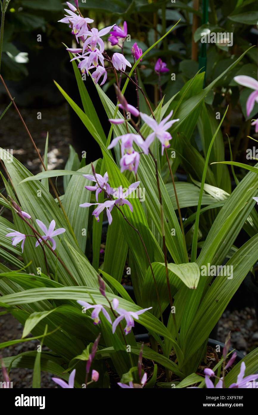 Bletilla striata Penway Paris plants with purple flowers Stock Photo ...