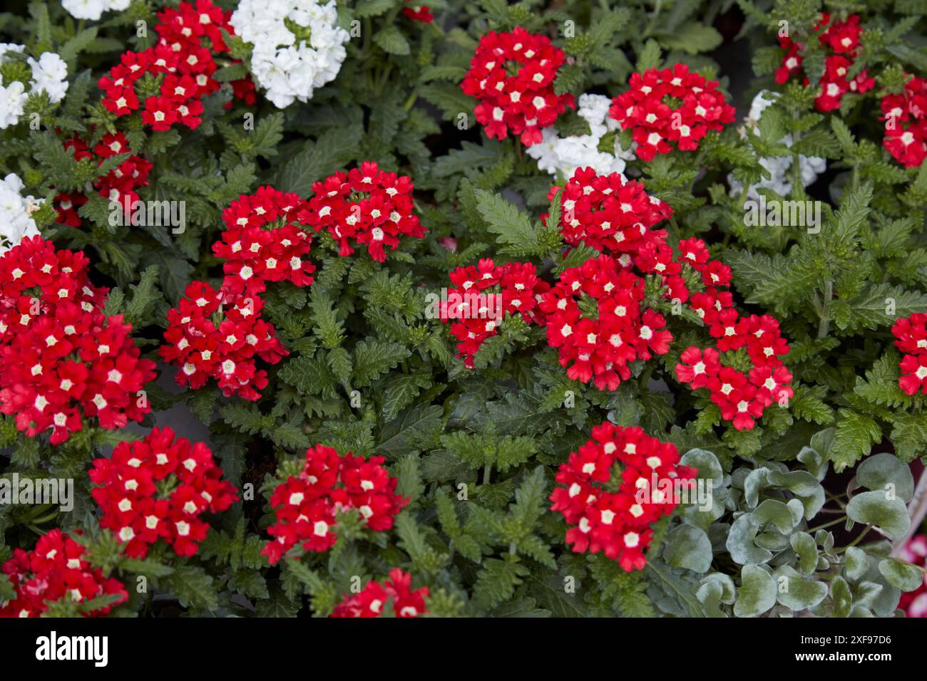 Verbena hybrida Blues Red with red flowers and green leaves texture ...