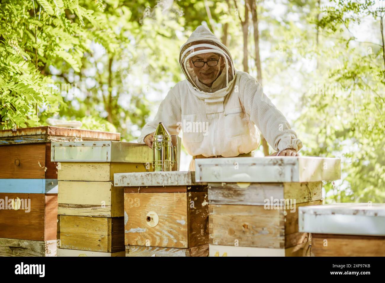Beekeeper is examining his beehives in forest. Beekeeping professional ...