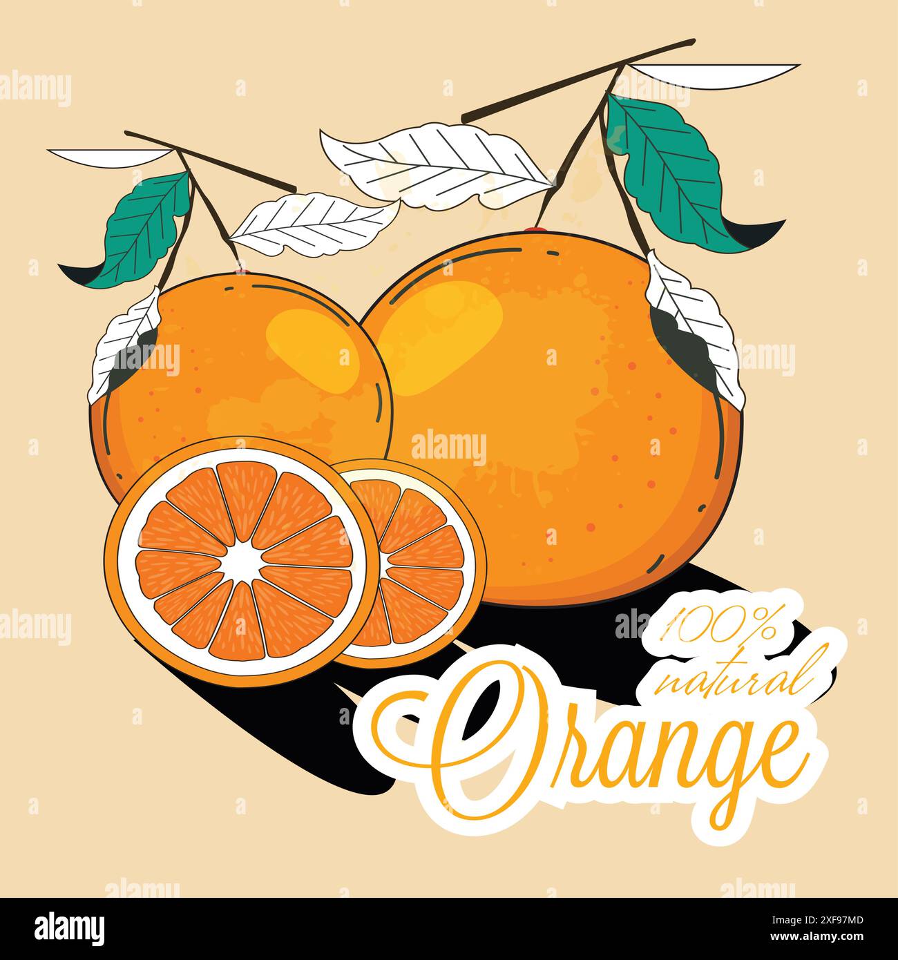 orange fruit advertisement colored classical flat sketch Stock Vector ...