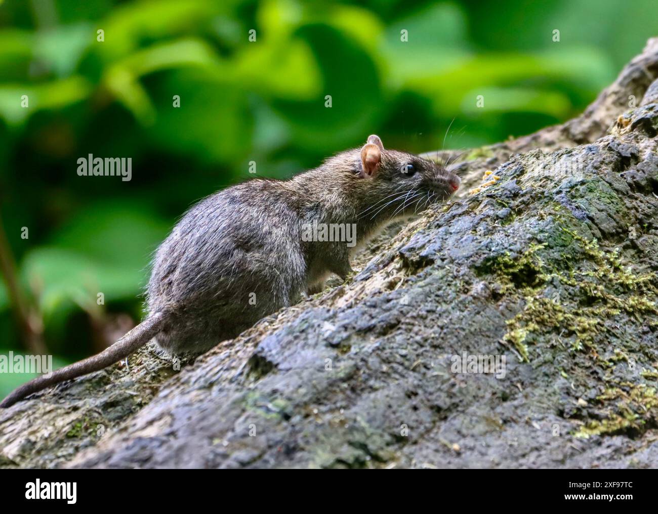 A close-up of a rat sitting on a tree trunk in a forest setting Stock ...