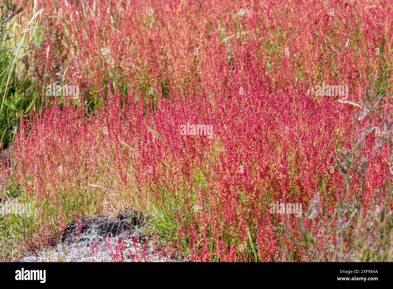 Dense patch of colourful sheep's sorrel (Rumex acetosella), Hampshire ...