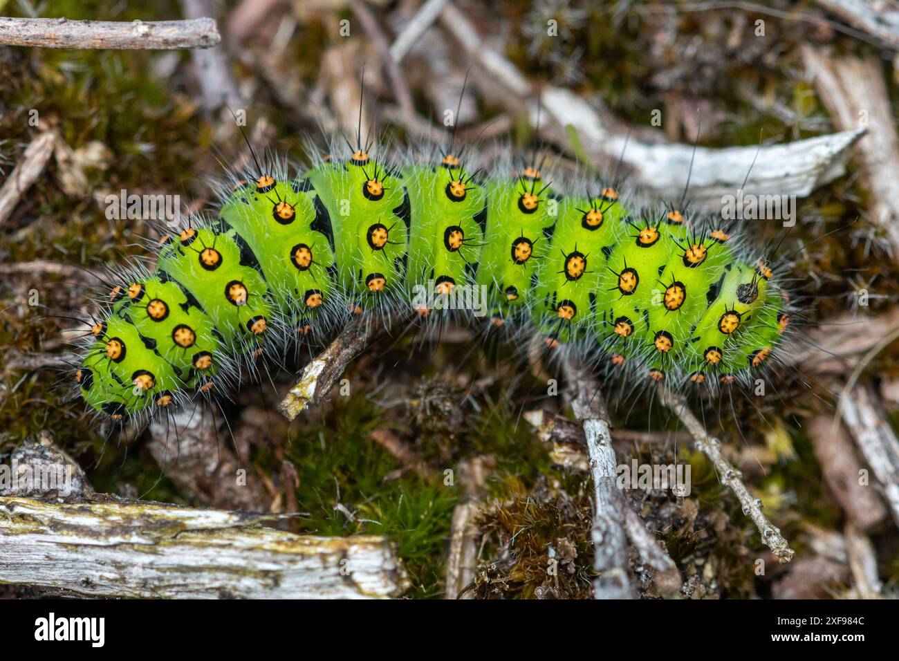 Emperor moth caterpillar (Saturnia pavonia larva), a bright green ...