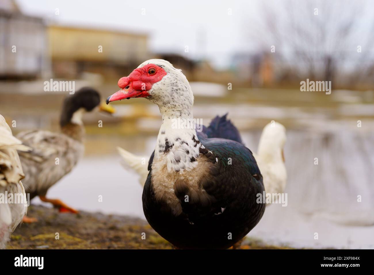 Muscovy duck is captured up close, displaying its unique plumage and ...