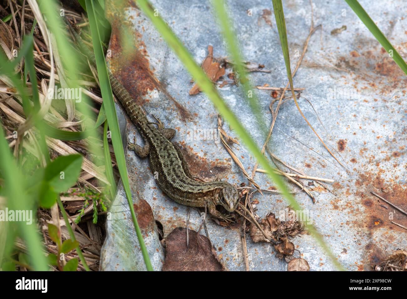 Common lizard also called viviparous lizard (Zootoca vivipara) basking ...