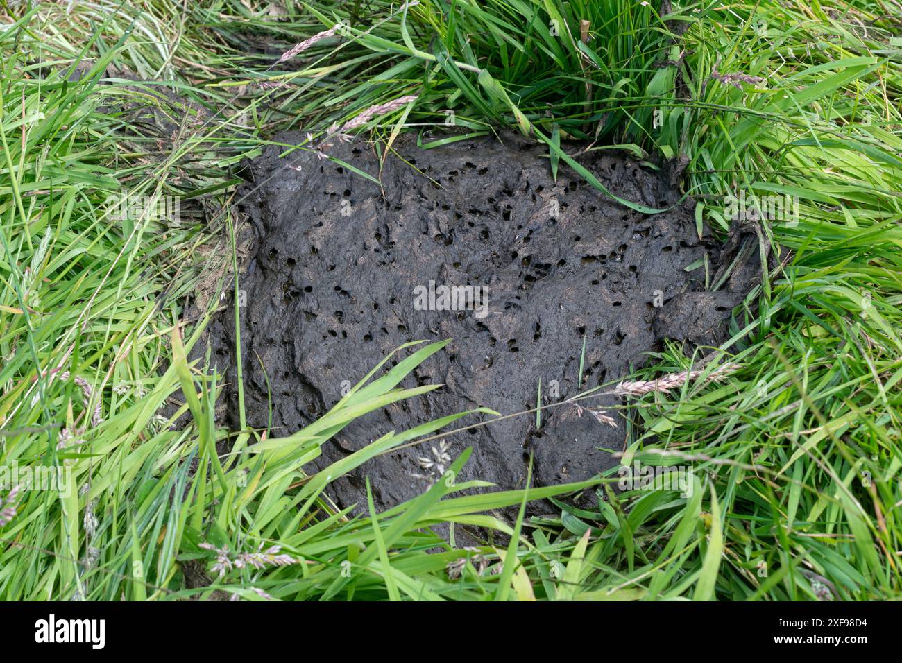 Cow pat with holes made by invertebrates such as dung beetles and flies ...