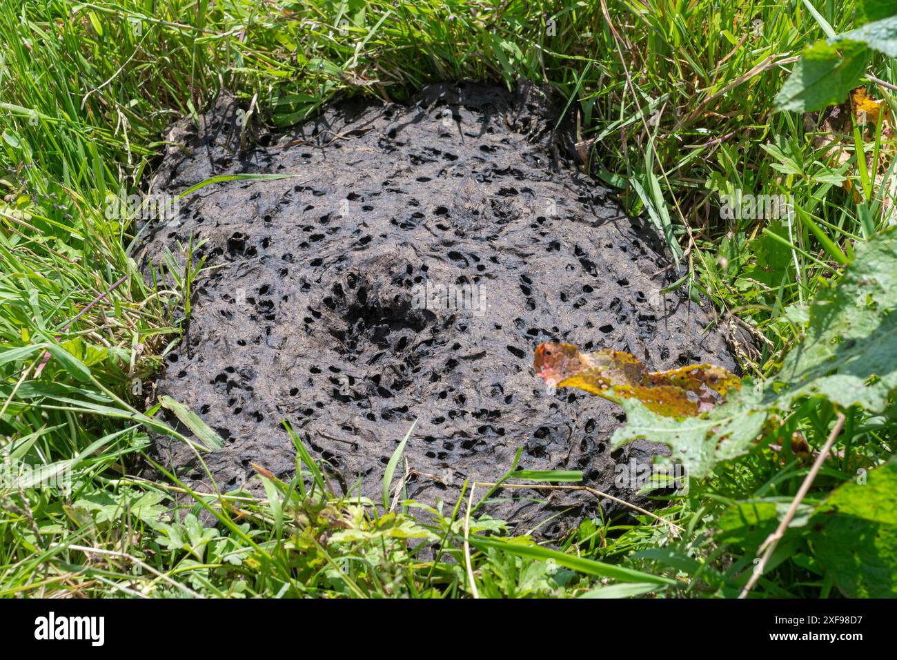 Cow pat with holes made by invertebrates such as dung beetles and flies ...