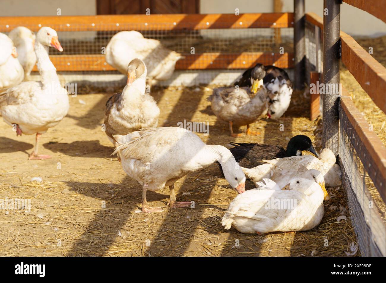 Group of geese stand in a row, side by side, on a farm. They are sleek ...