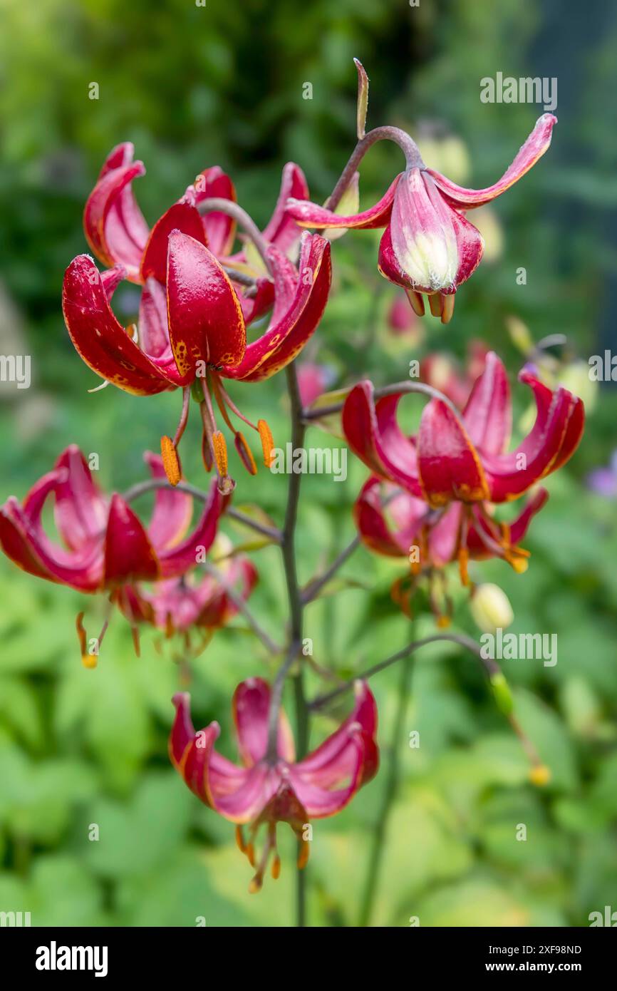 Turk's cap lily (Lilium martagon), Muensterland, North Rhine-Westphalia ...