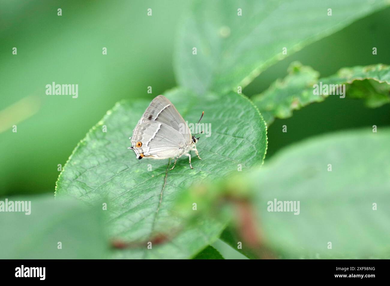 Blue oak hairstreak (Favonius quercus), butterfly, insect, leaf, wing ...