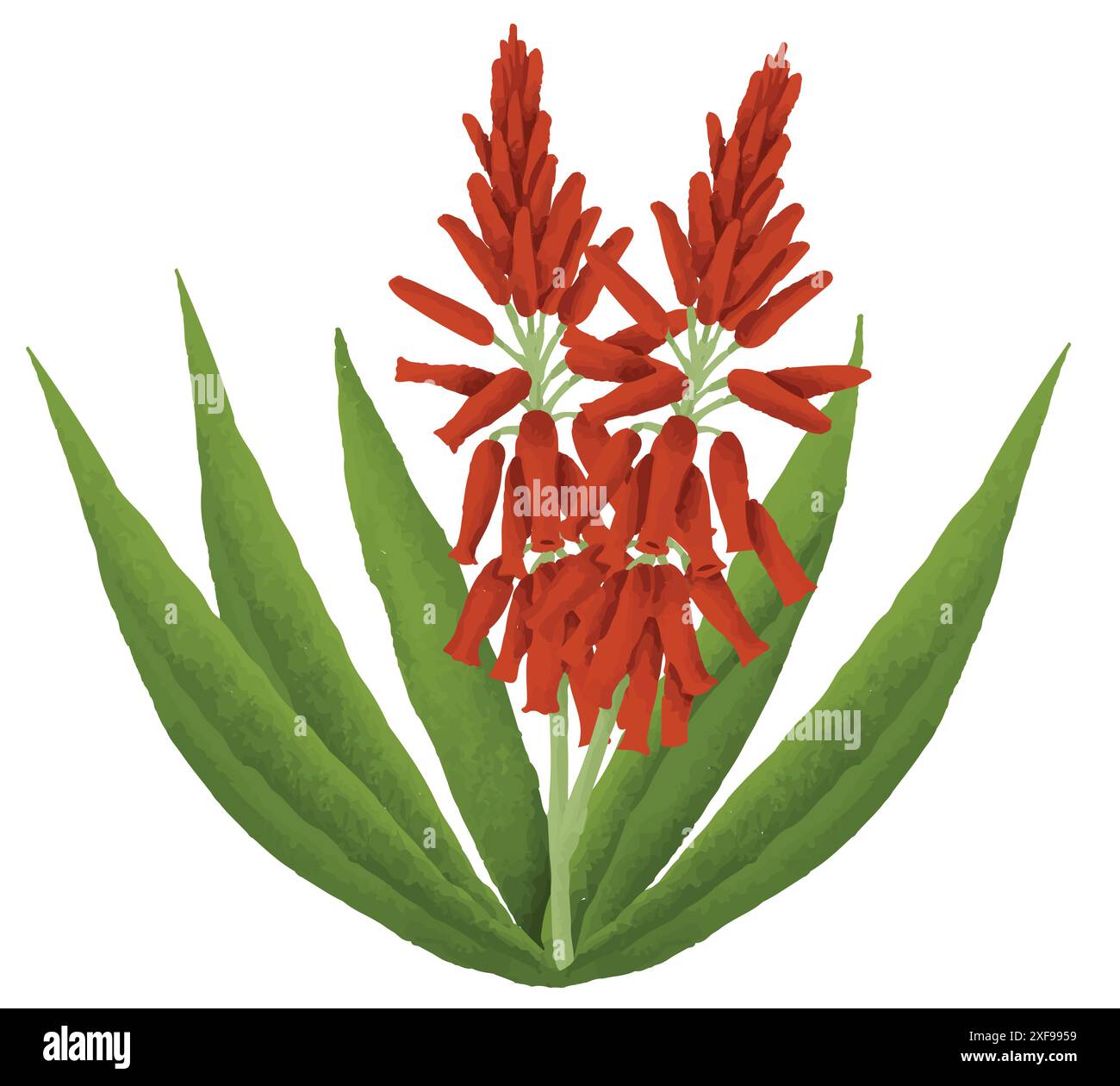 Cactus red flowers green leaves Stock Vector Images - Alamy