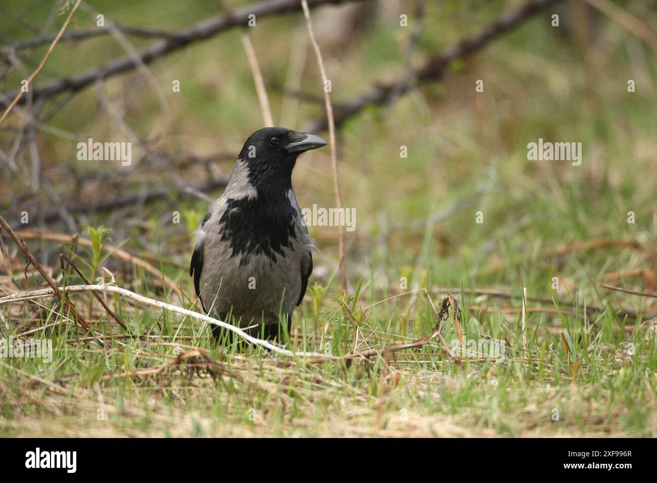 Northern european hooded crow hi-res stock photography and images - Alamy