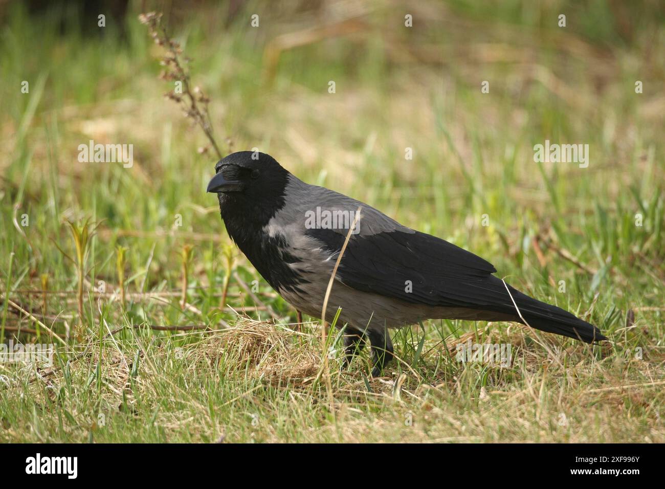 Northern european hooded crow hi-res stock photography and images - Alamy