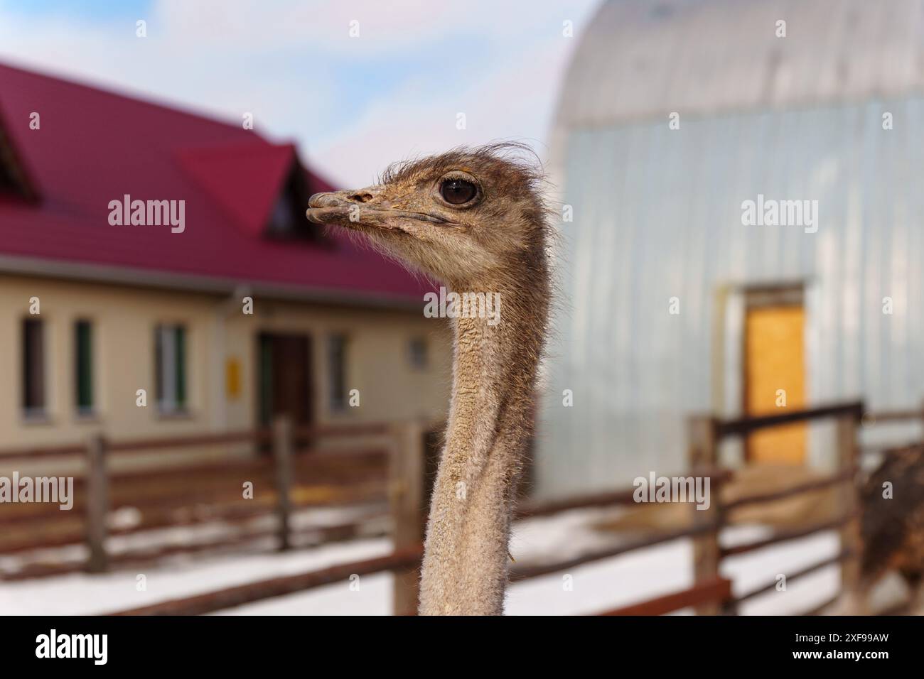 Elegant ostrich close up with its head held high, standing gracefully ...